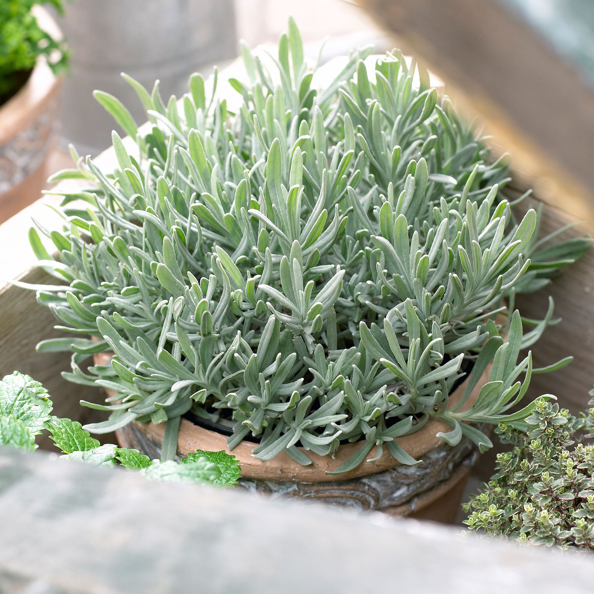 Kaufen Sie jetzt Staude Lavendel Lavandula angustifolia lila ...