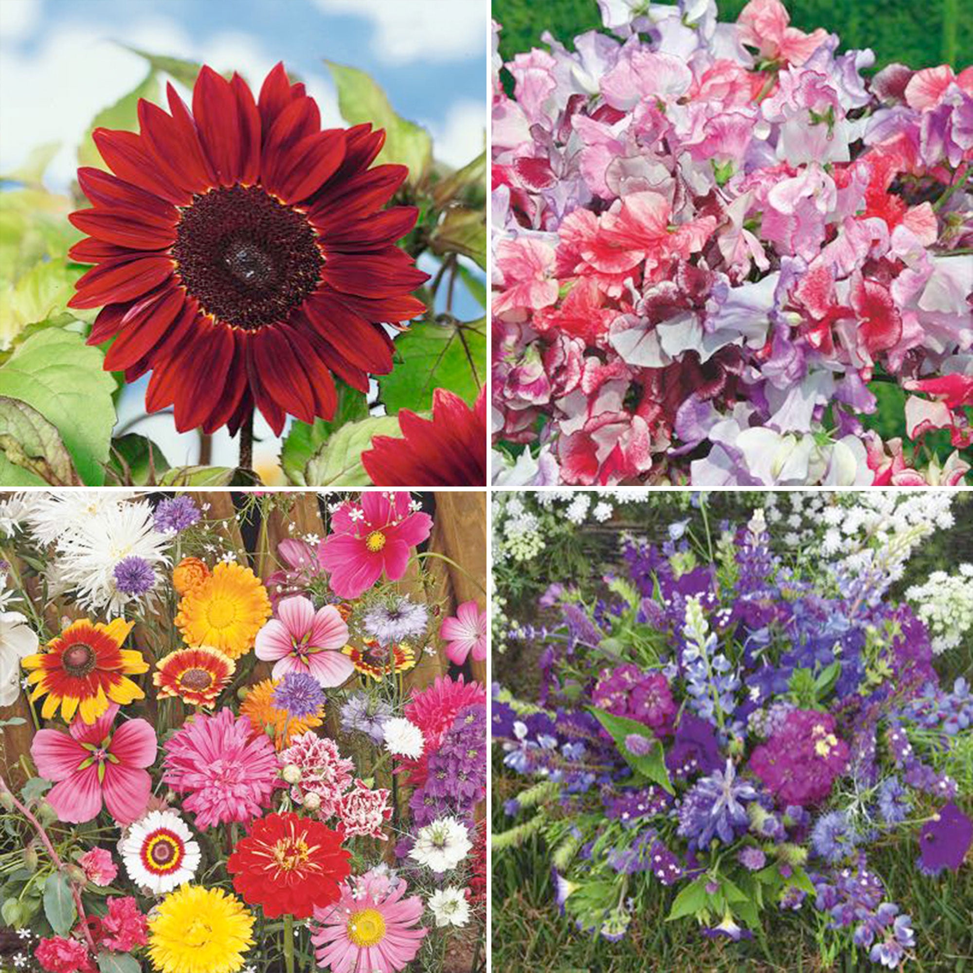 Kaufen Sie jetzt Blumensaat Schnittblumenpaket 'Blühendes Bukett ...