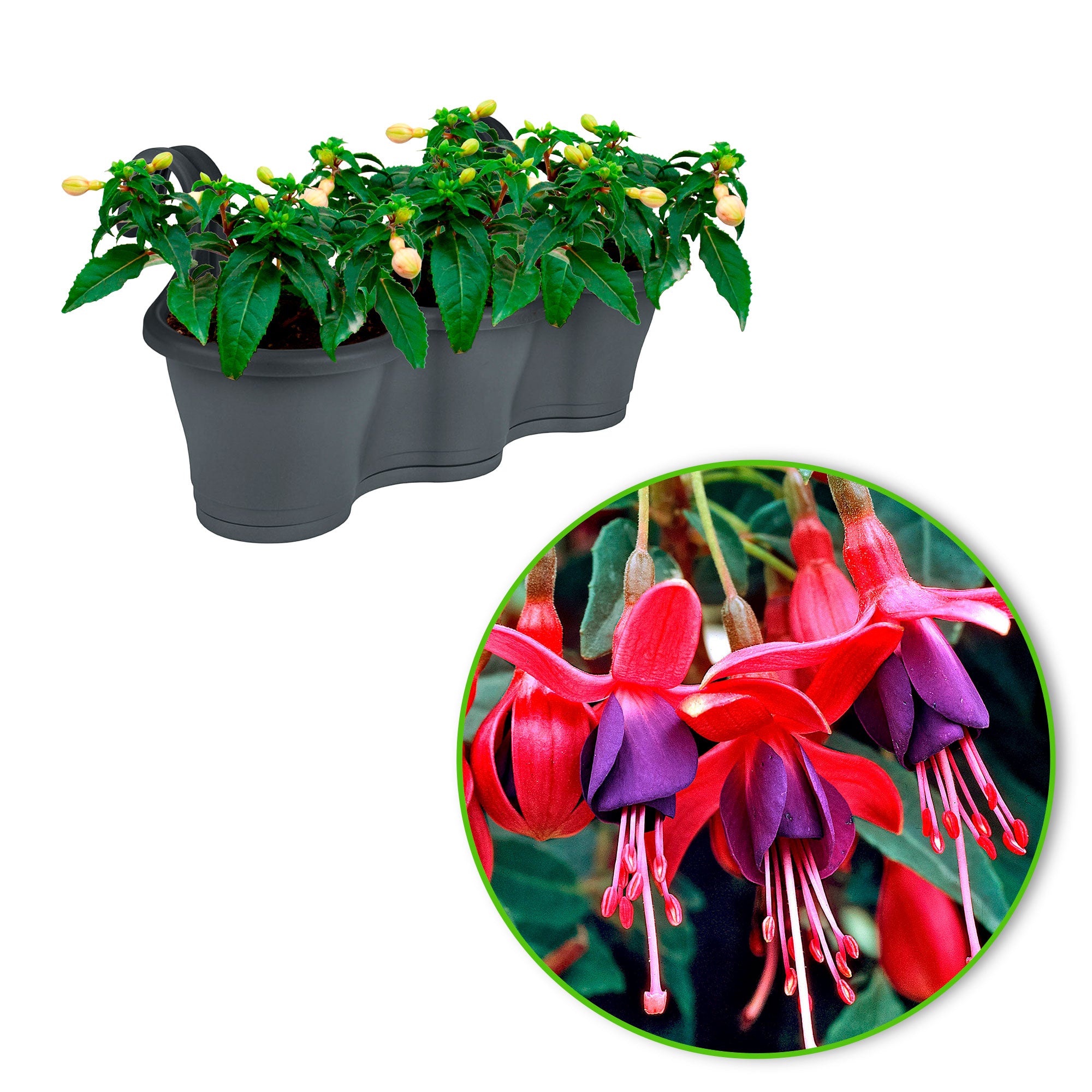 Kaufen Sie jetzt Beetpflanze 3x Doppelblütler Fuchsia 'Bella Rosella ...