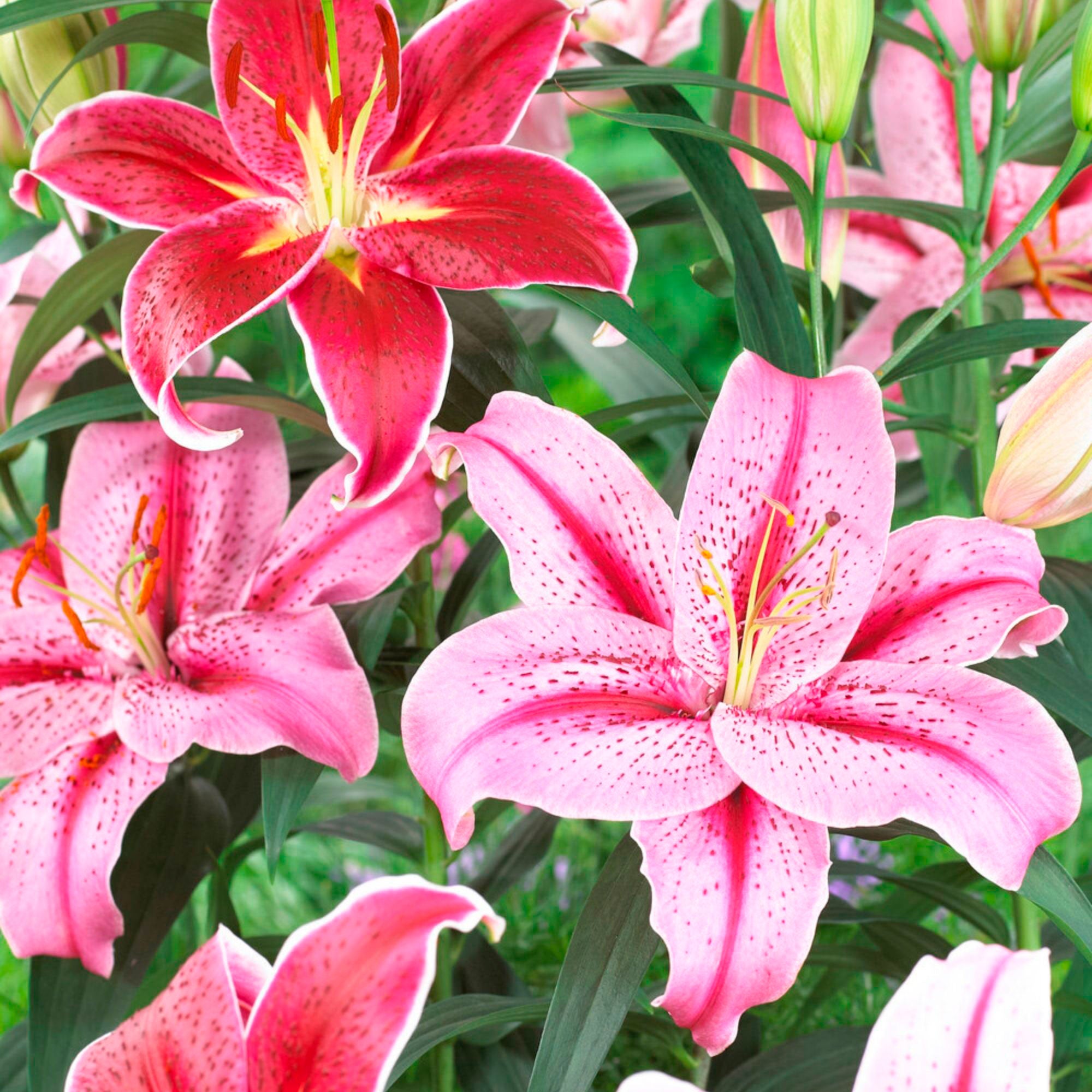 10x Lilie Lilium Mix 'Garden Flowers' Rosa-Rot - Winterhart kaufen ...