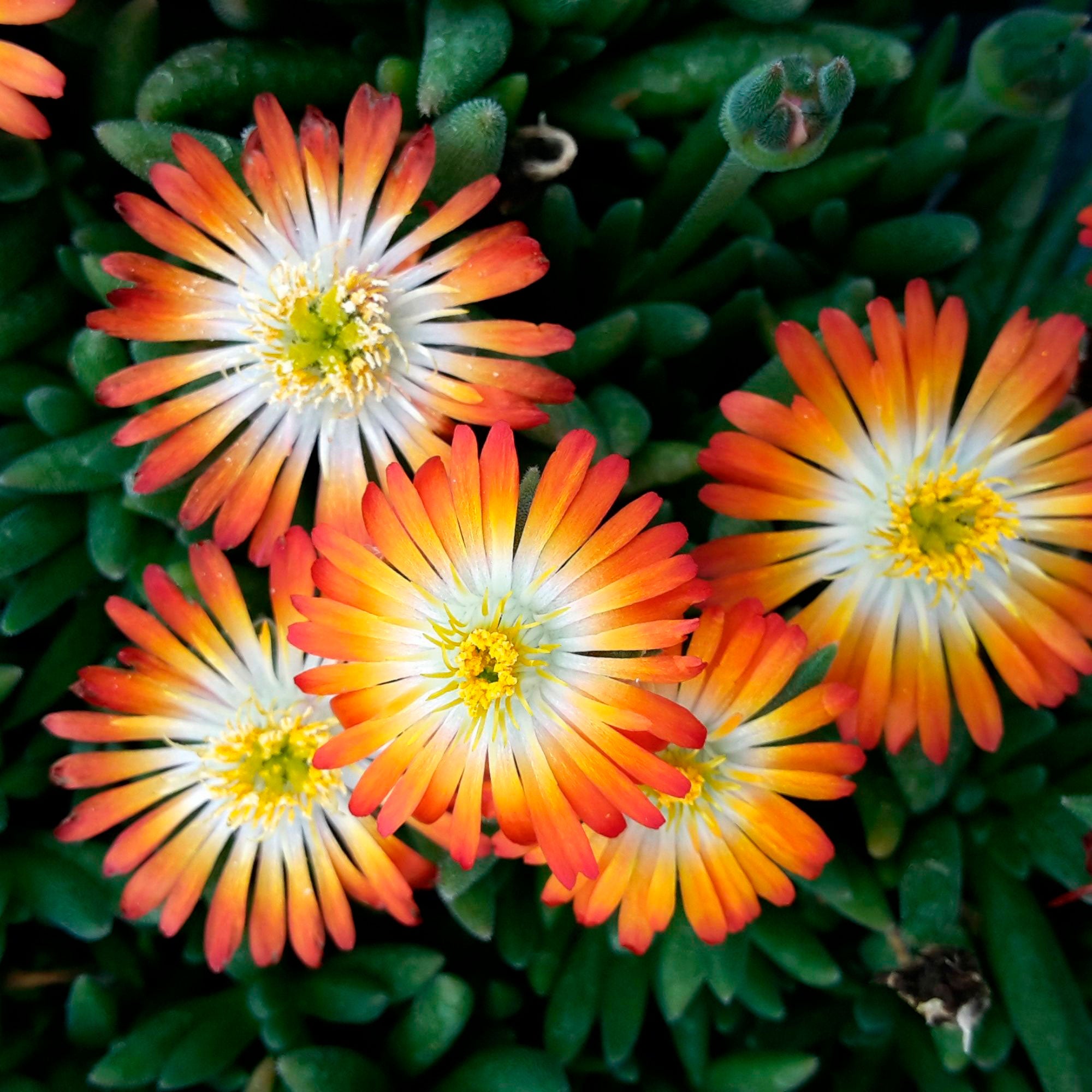 Kaufen Sie jetzt Staude Eisblume Delosperma 'Orange with Eye', orange ...